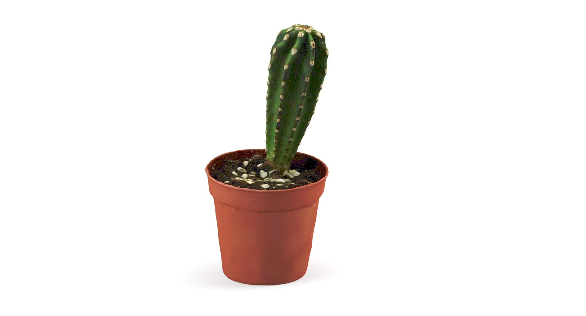 3d Realistic Cactus