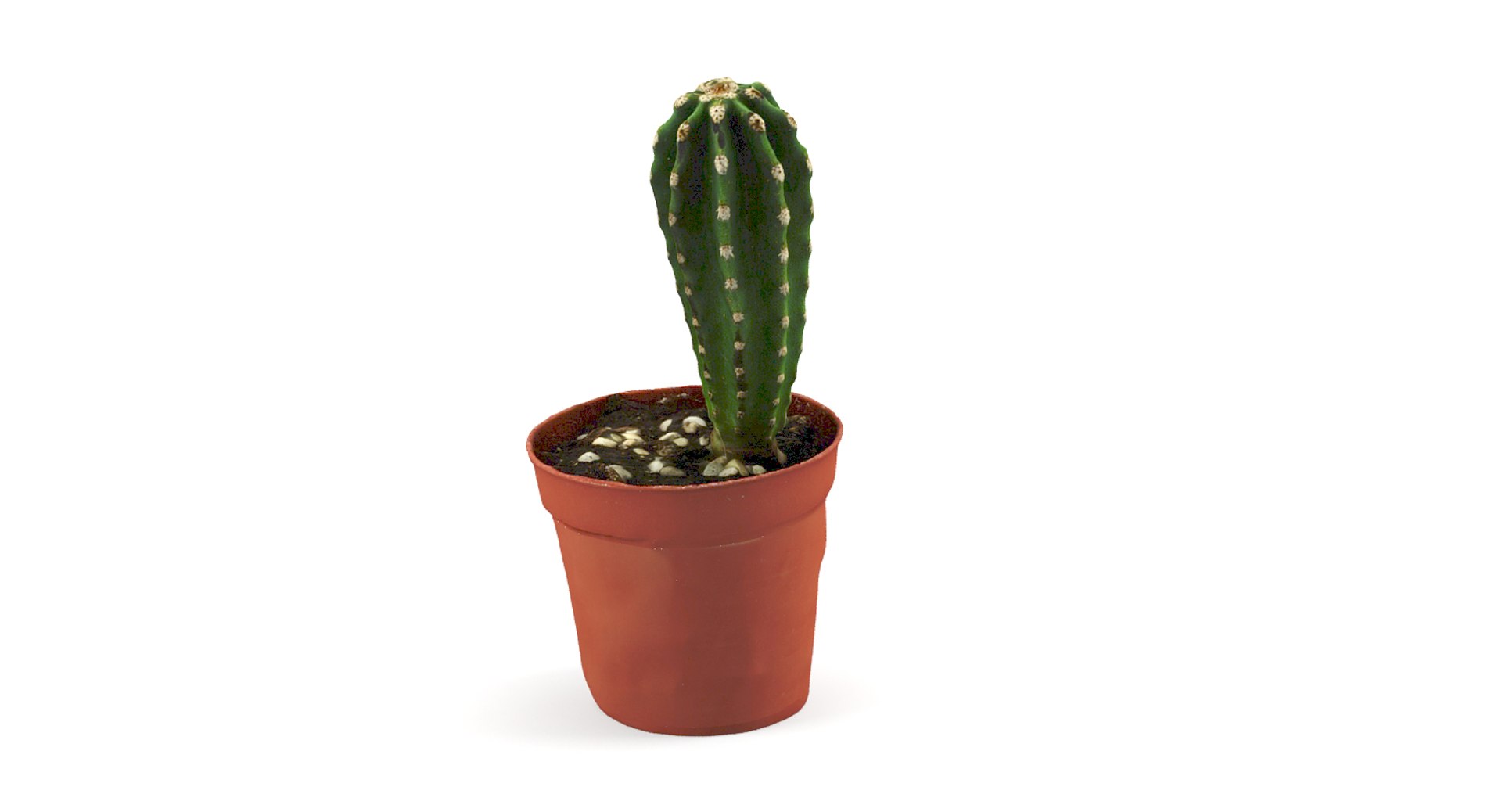 3d Realistic Cactus