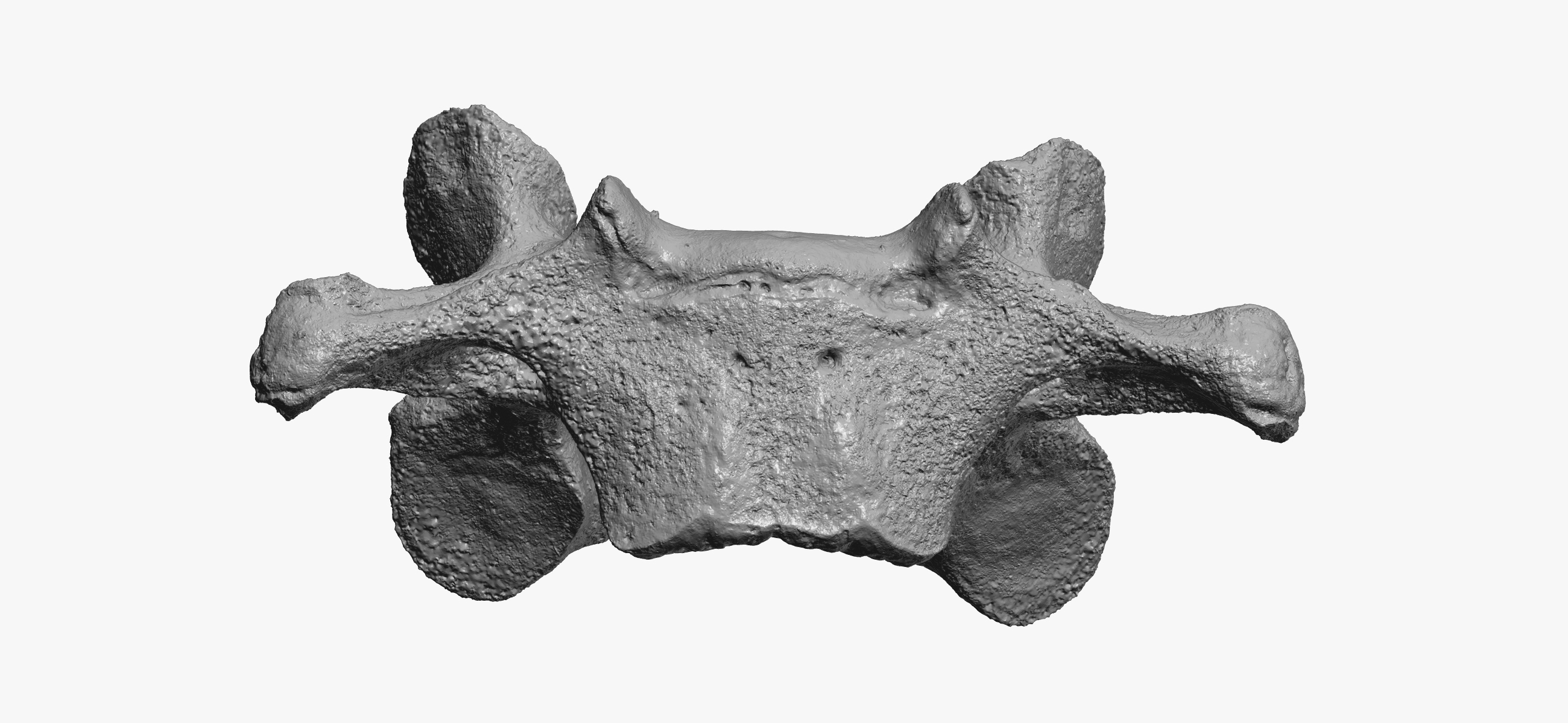 modelo 3d Canguro (Macropus) Vértebras cervicales C7 Escaneo RAW ...