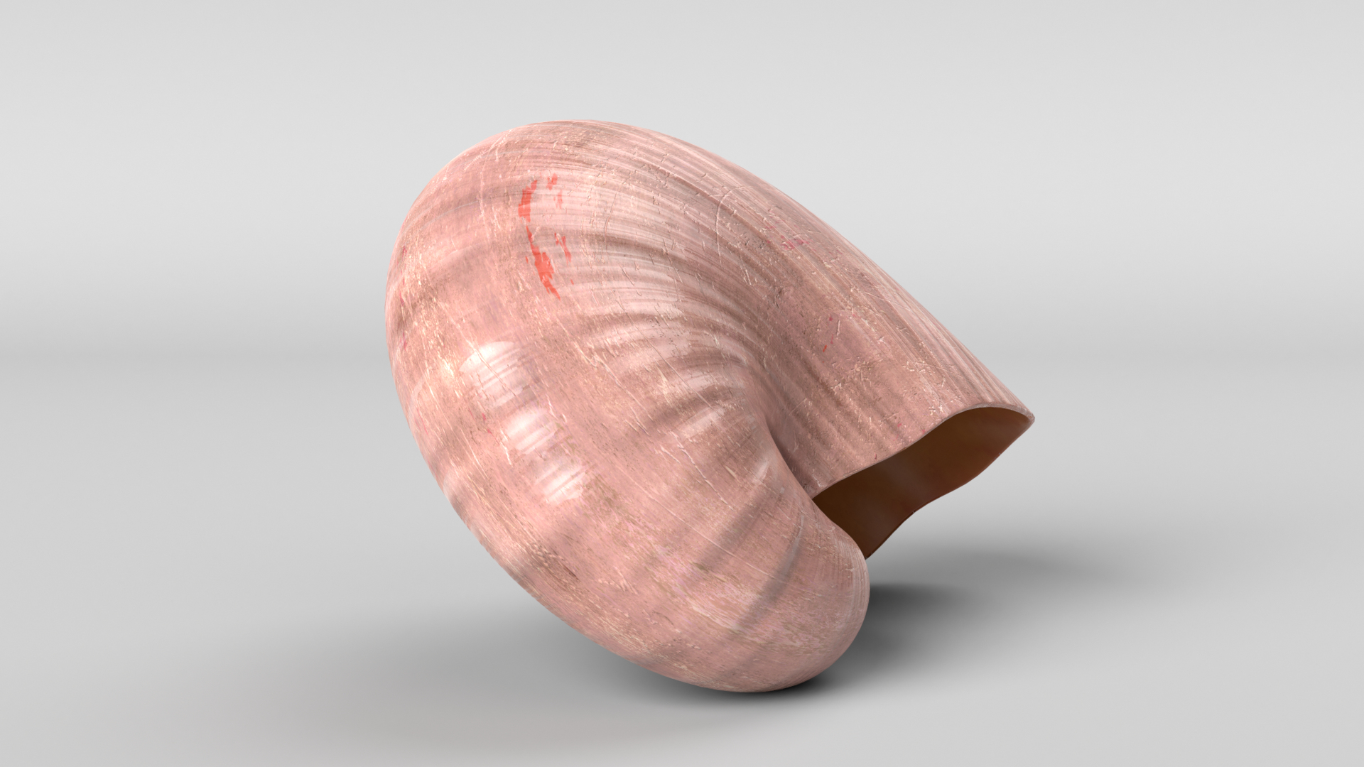 3D seashell shell sea model - TurboSquid 1665744