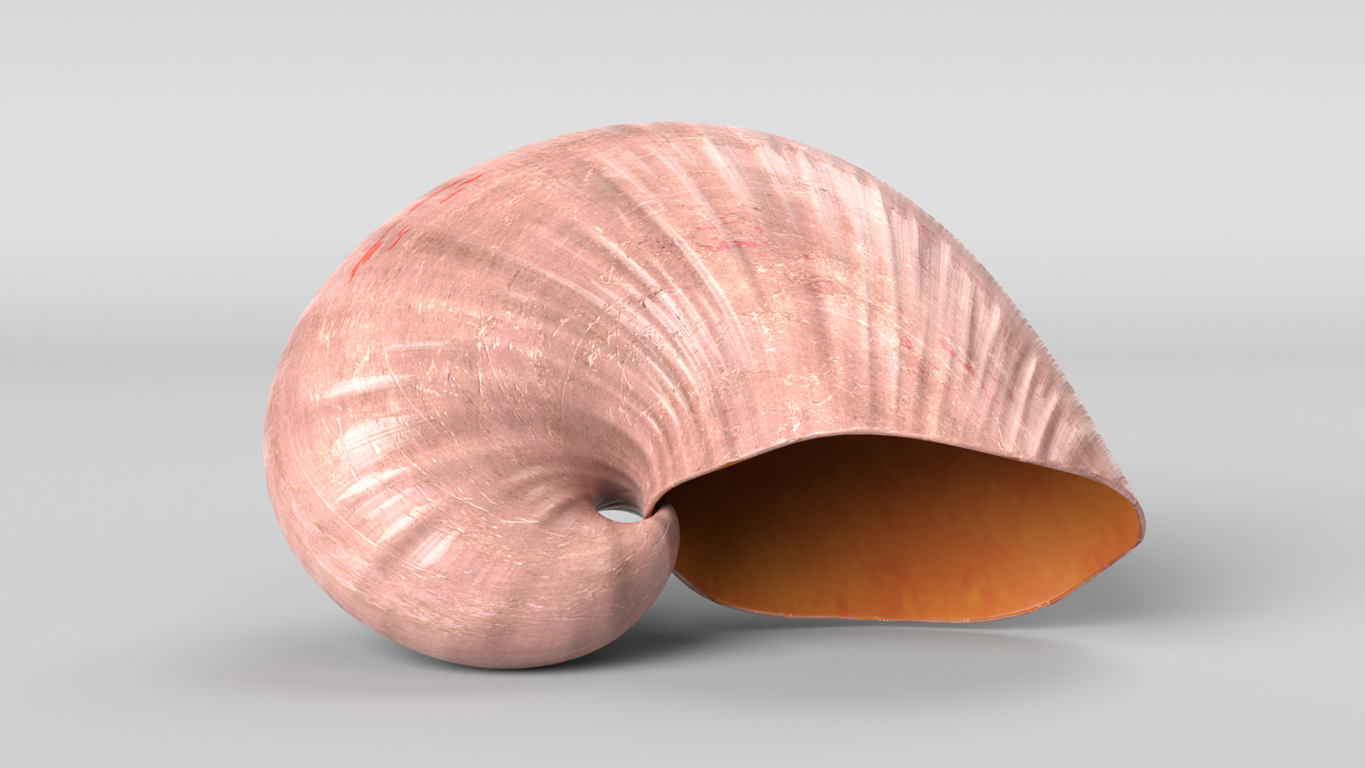 3D Seashell Shell Sea Model - TurboSquid 1665744
