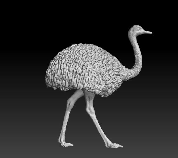 modelo 3d rhea choique - TurboSquid 1381333
