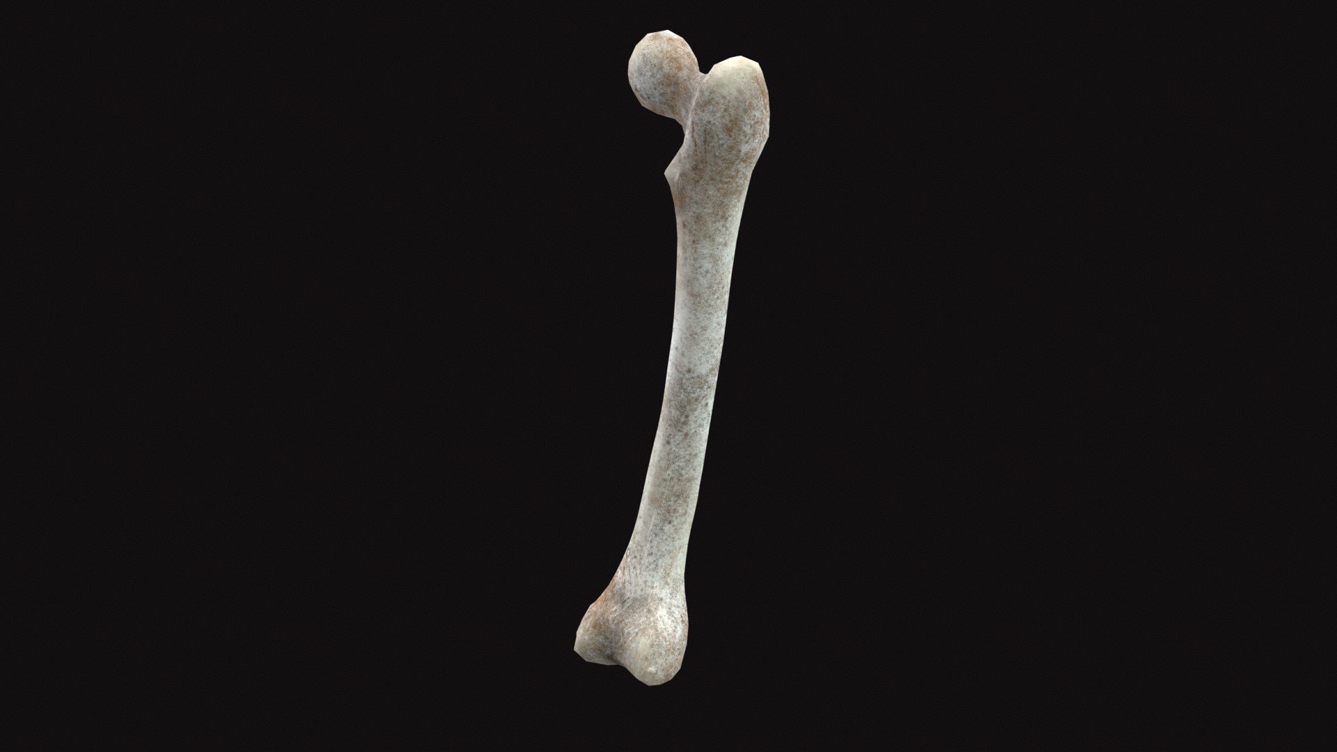 3D Model Medieval Femur - TurboSquid 2326014