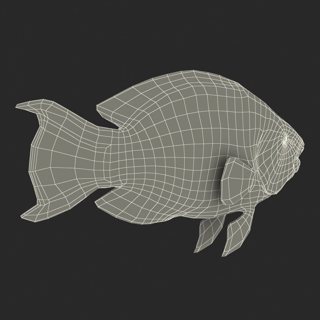 3d rainbow parrot fish rigged