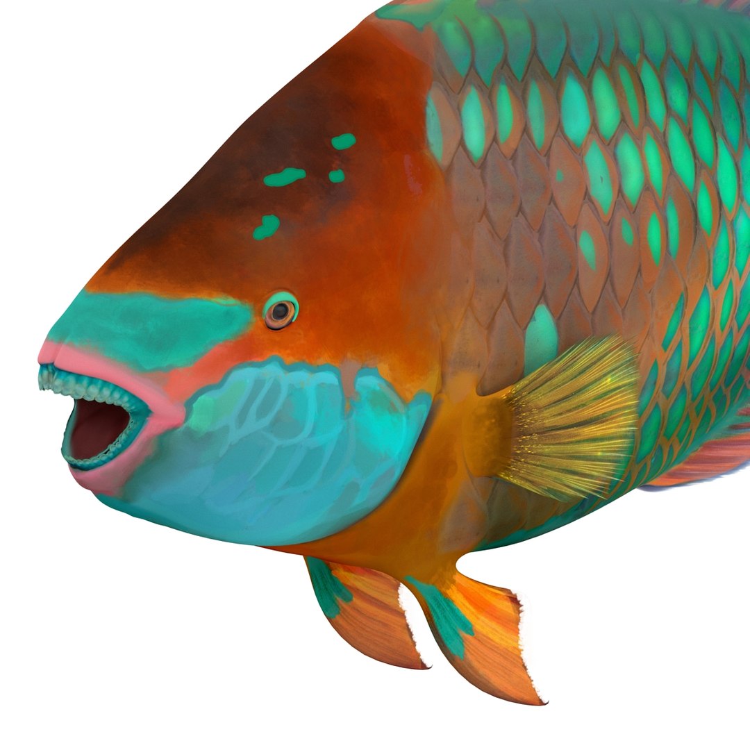 3d rainbow parrot fish rigged