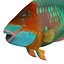 3d Rainbow Parrot Fish Rigged