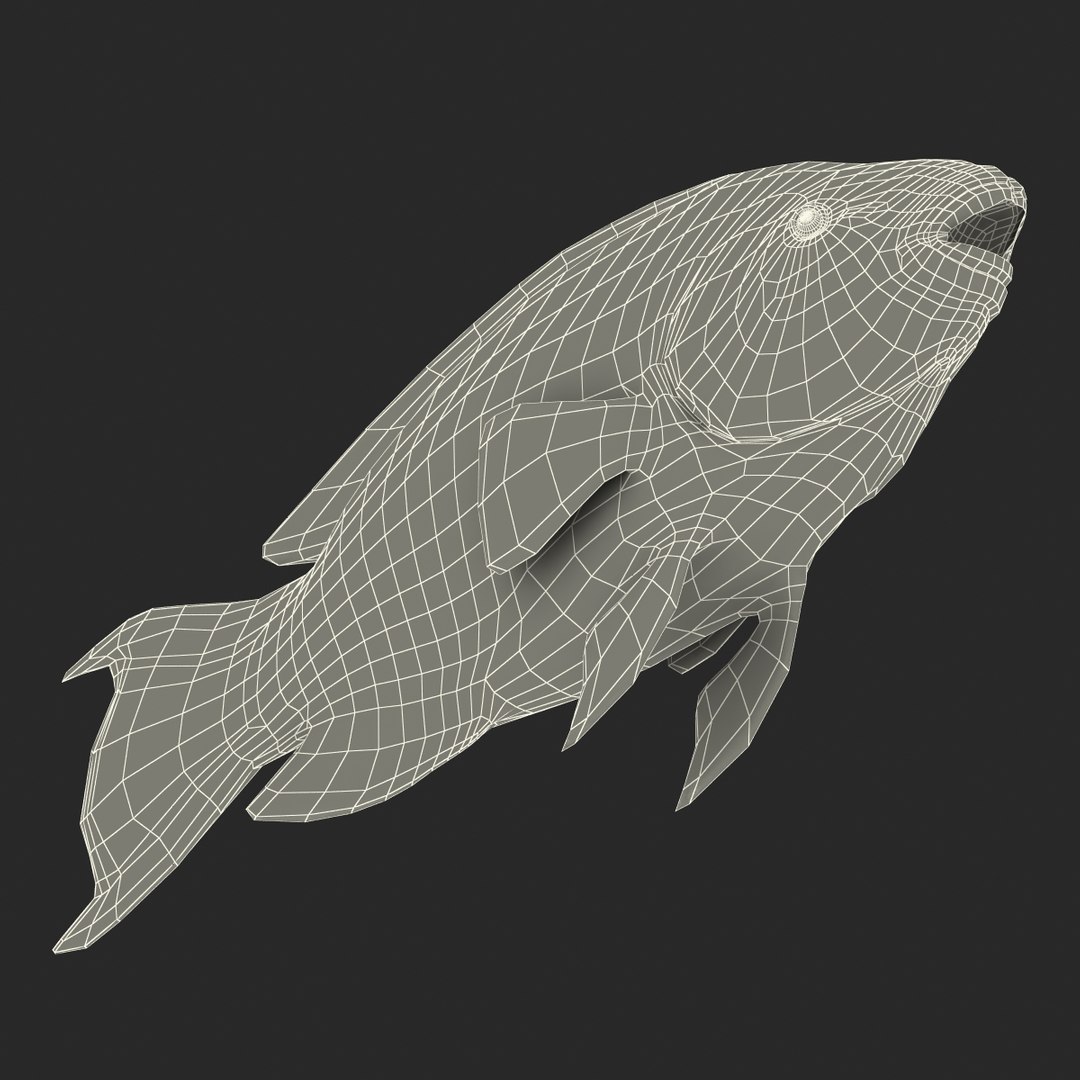 3d rainbow parrot fish rigged