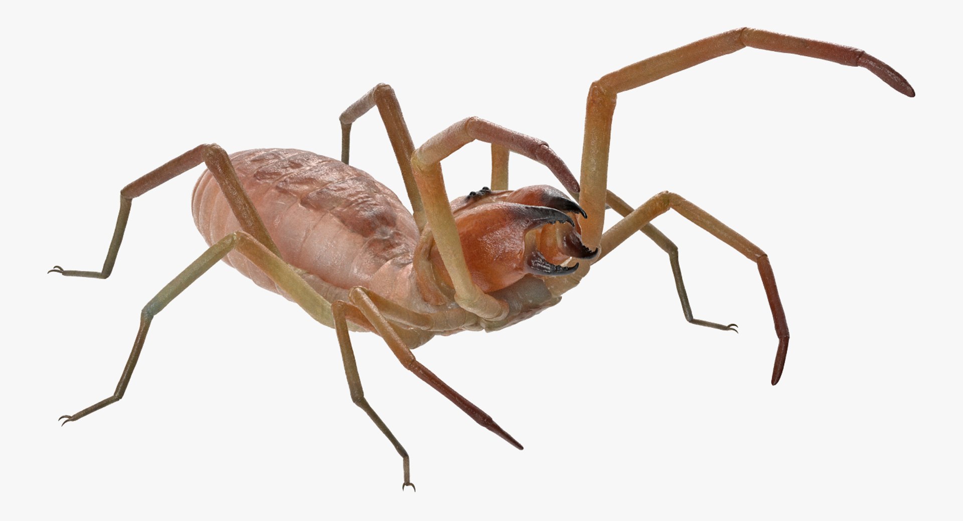 3D Wind Scorpion Spider - TurboSquid 1195514