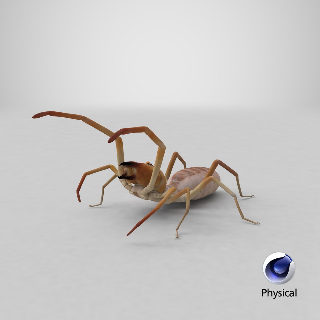 3D Wind Scorpion Spider - TurboSquid 1195514