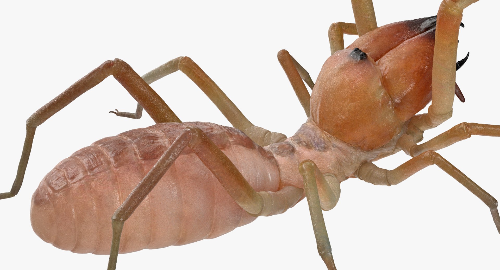 3D Wind Scorpion Spider - TurboSquid 1195514