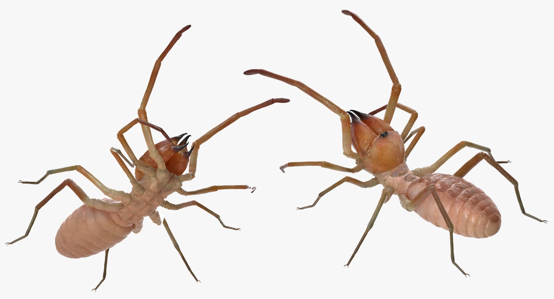 3D Wind Scorpion Spider - TurboSquid 1195514