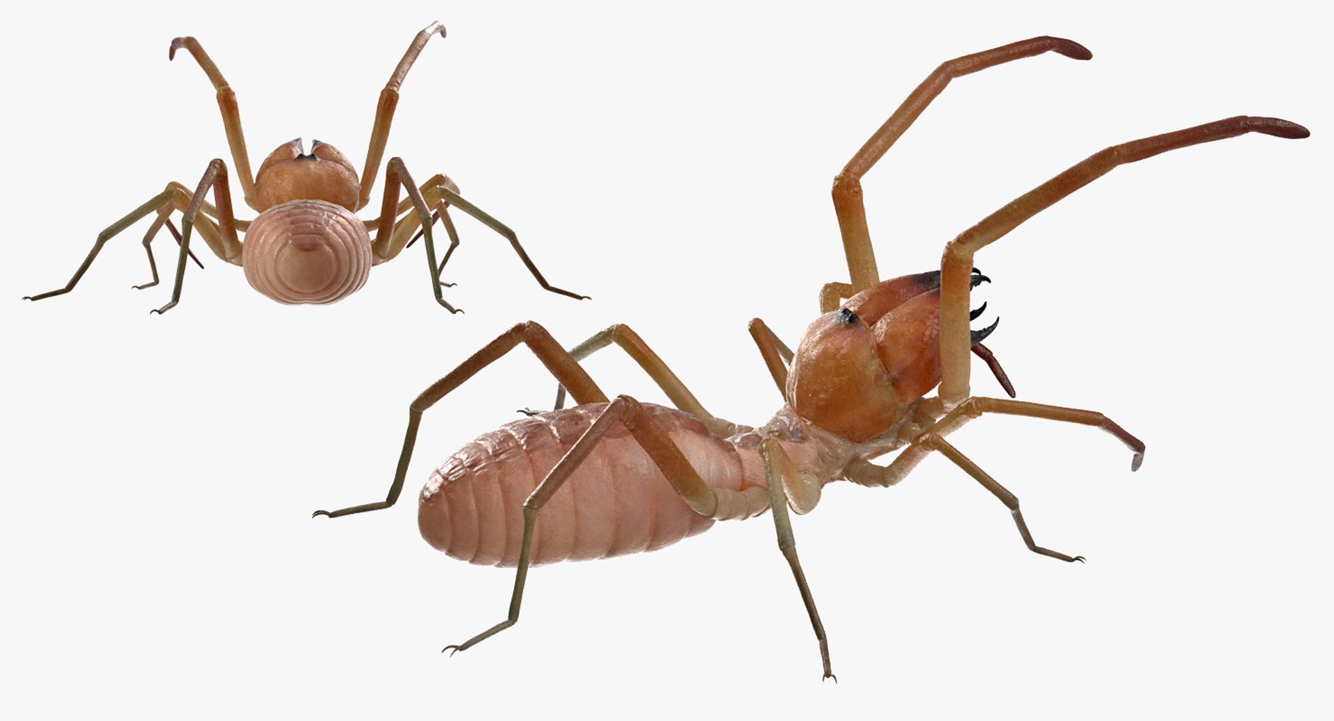 3D Wind Scorpion Spider - TurboSquid 1195514