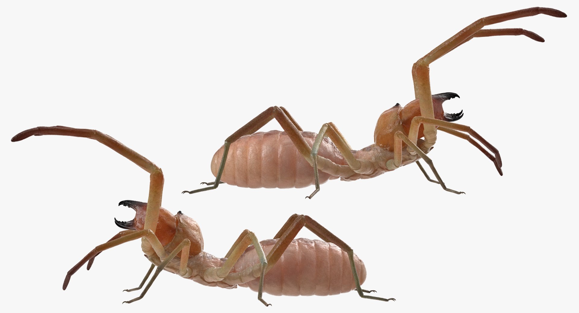 3D Wind Scorpion Spider - TurboSquid 1195514