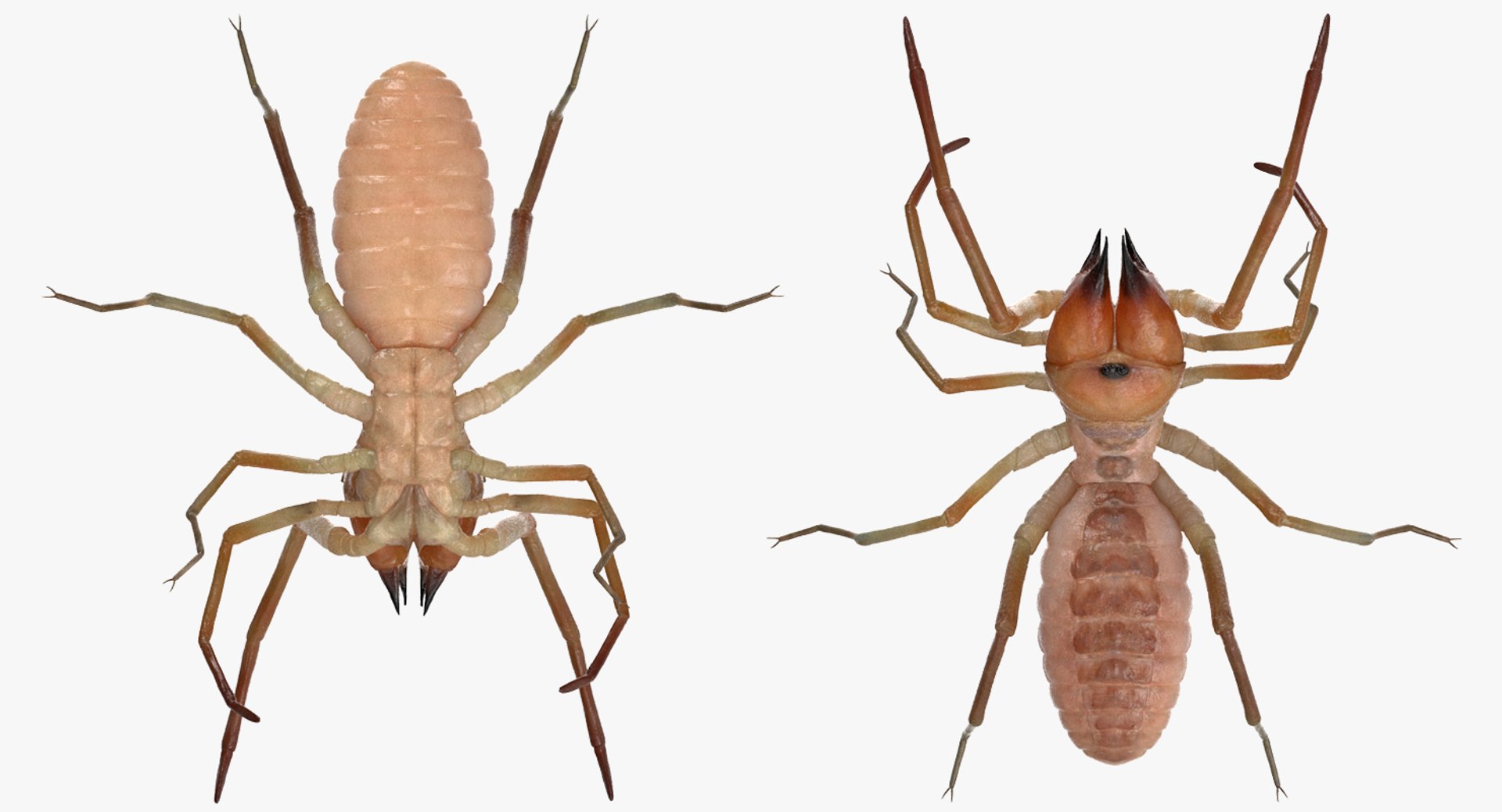 3D Wind Scorpion Spider - TurboSquid 1195514