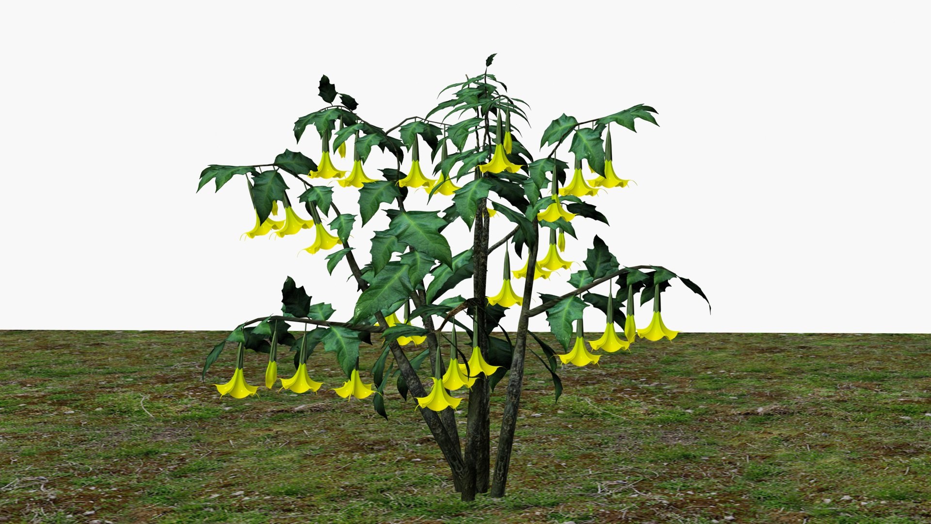 3D Devils Breath Flower Yellow - TurboSquid 2442329
