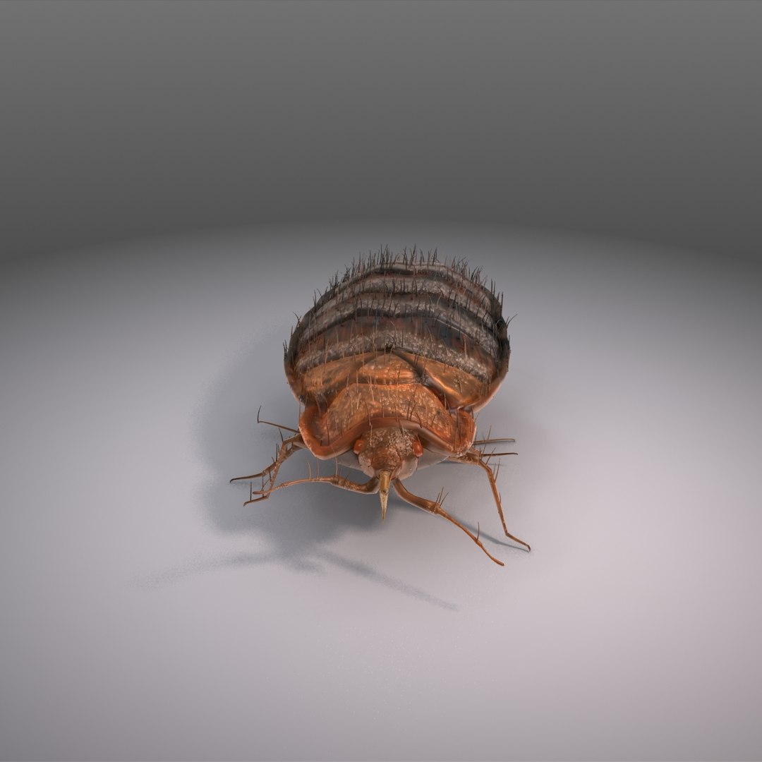 Bed Bug 3d Model