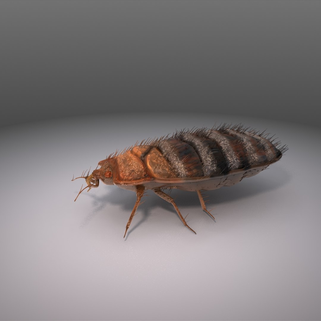 Bed Bug 3d Model