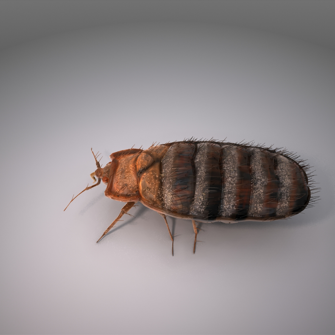 Bed Bug 3d Model