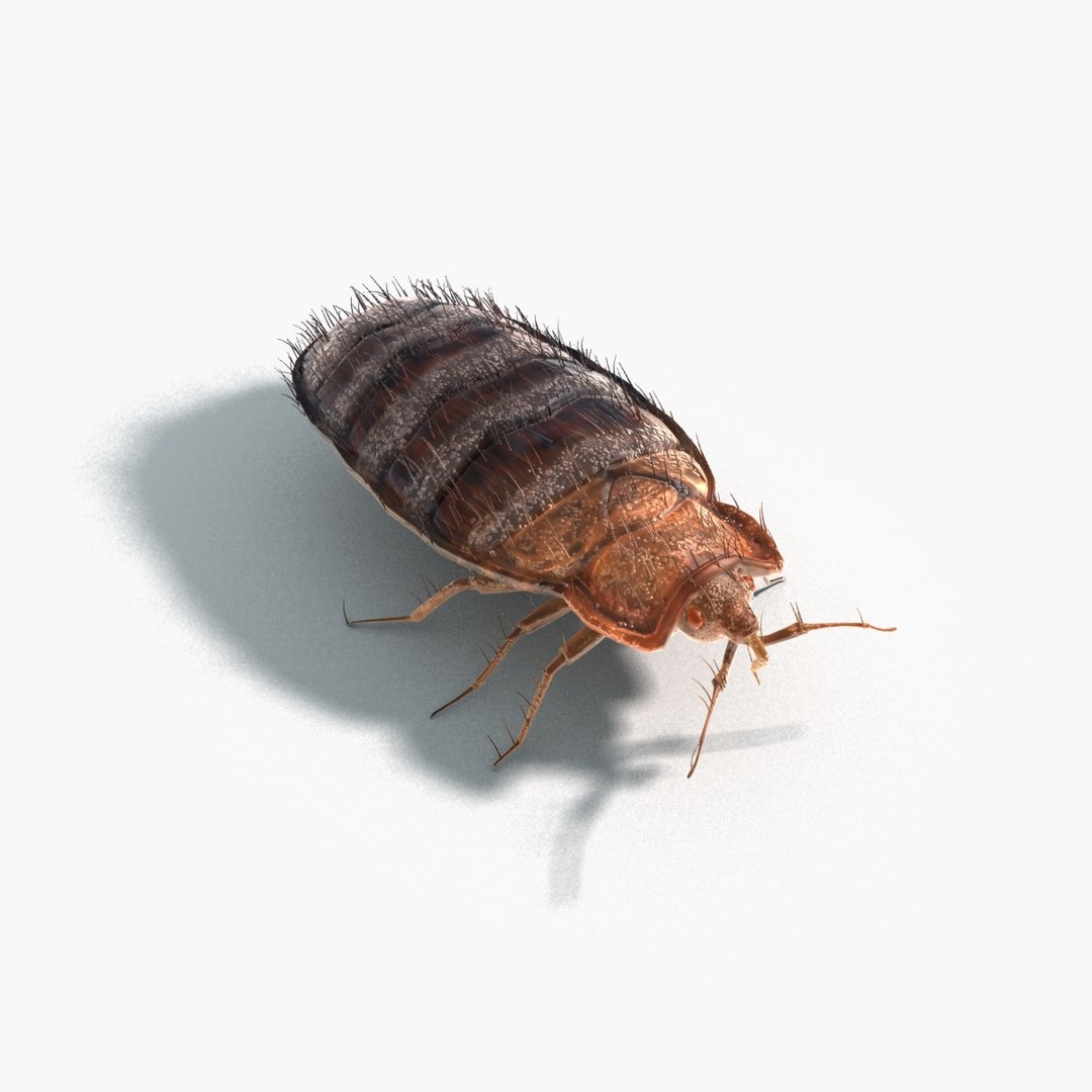 Bed Bug 3d Model