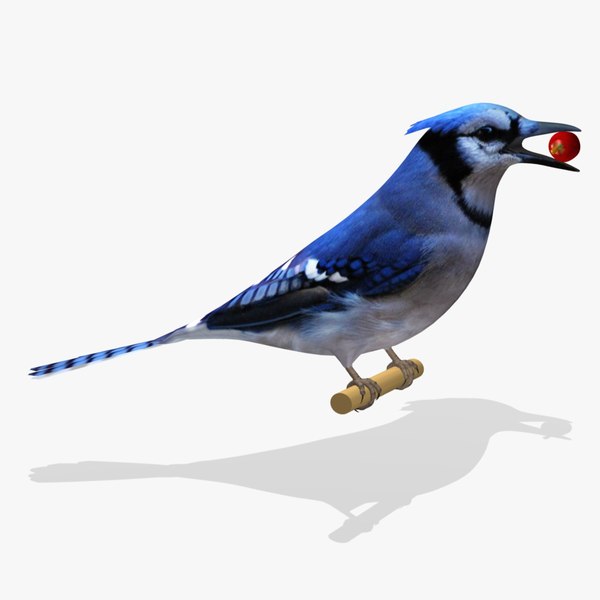 3d blue jay ab model