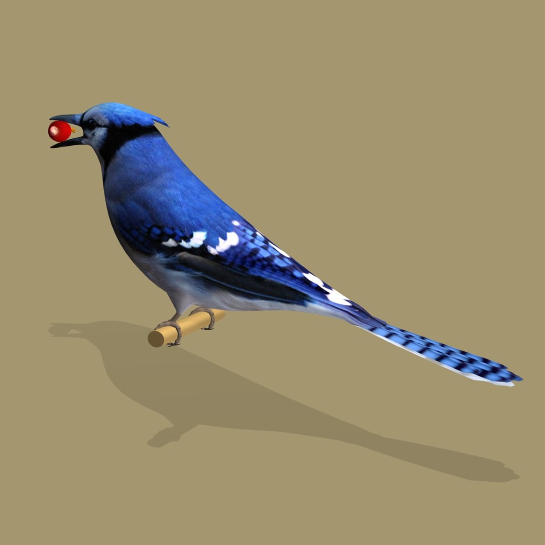 3d Blue Jay Ab Model