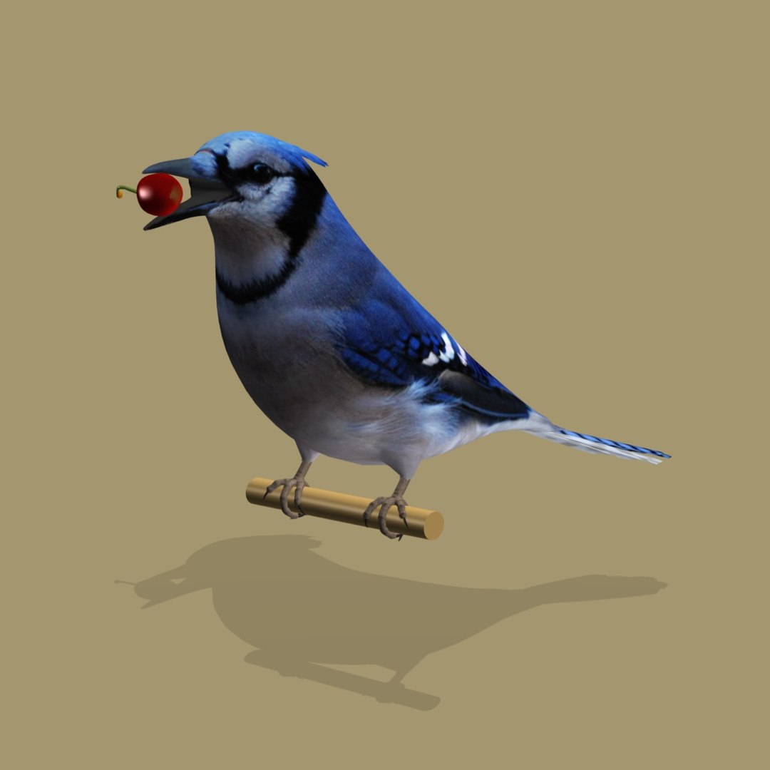 3d Blue Jay Ab Model