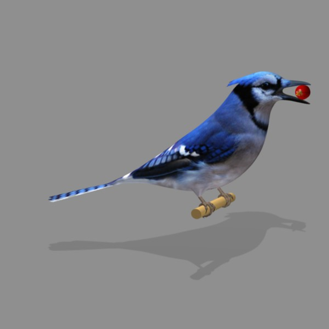 3d Blue Jay Ab Model