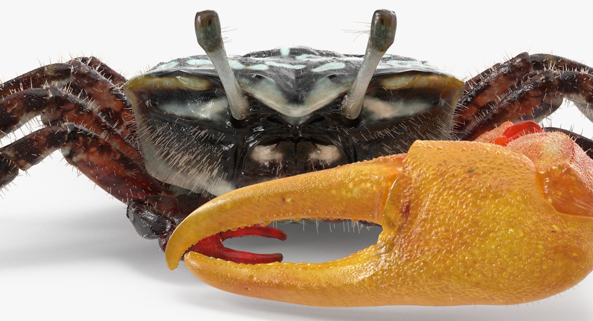 3d model fiddler crab fur rigged