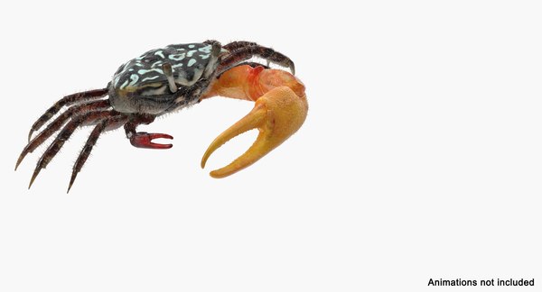 3d model fiddler crab fur rigged