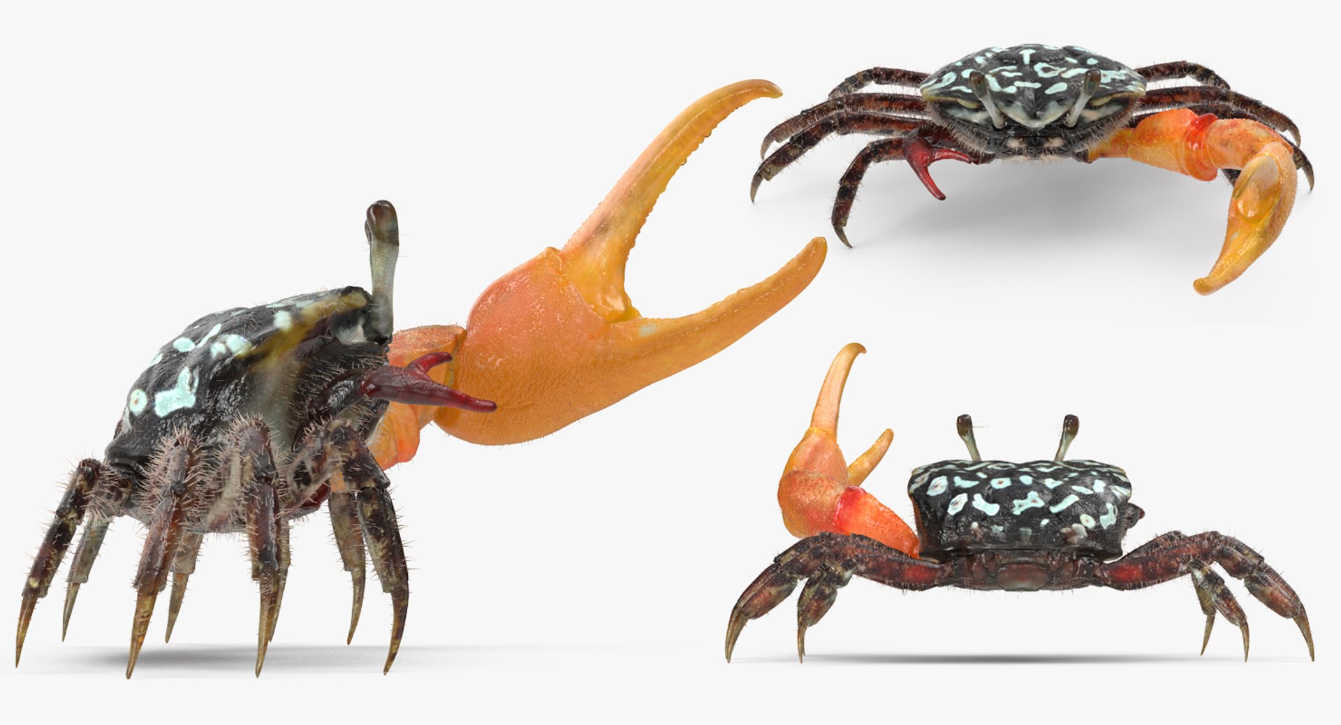 3d model fiddler crab fur rigged