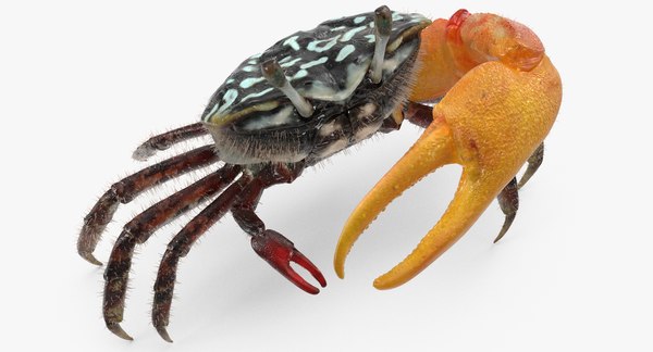 3d model fiddler crab fur rigged
