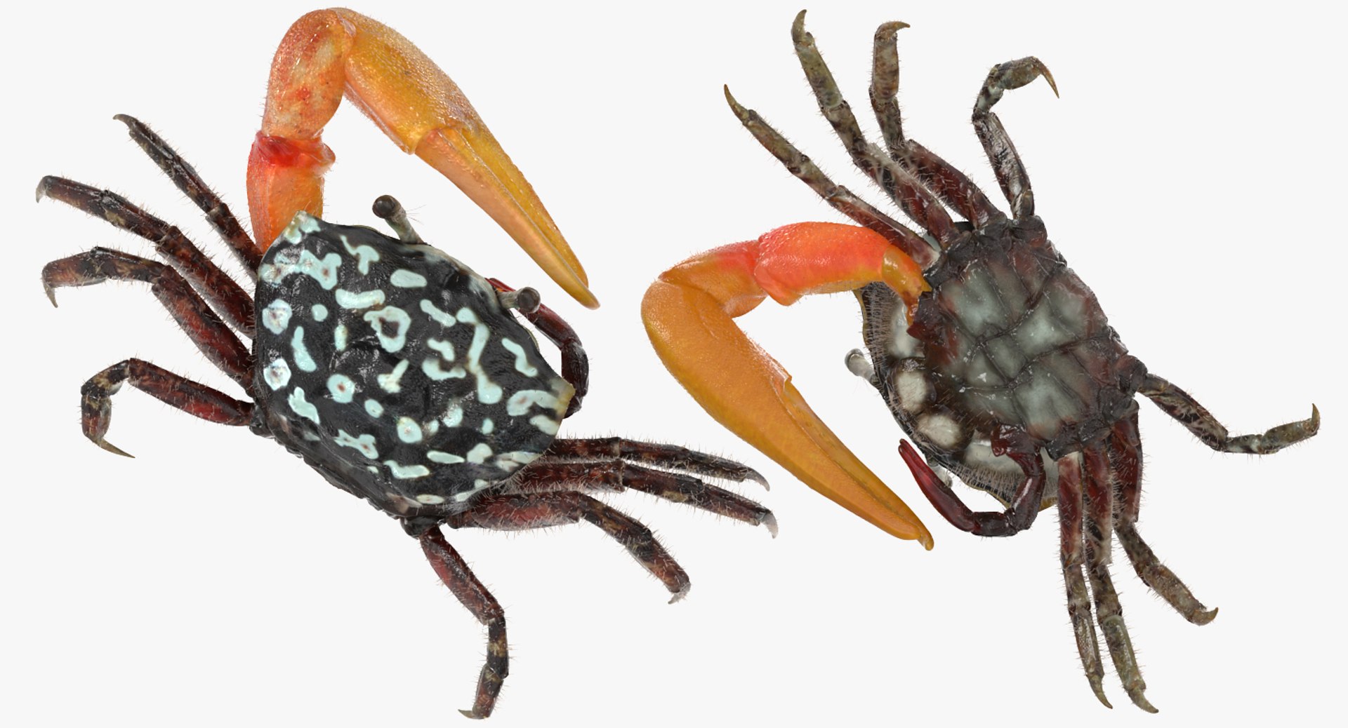 3d model fiddler crab fur rigged