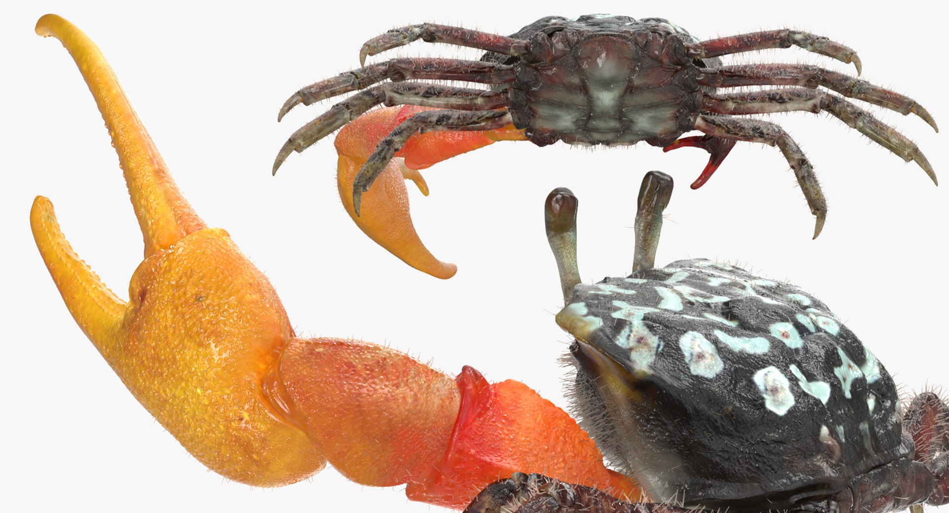 3d model fiddler crab fur rigged
