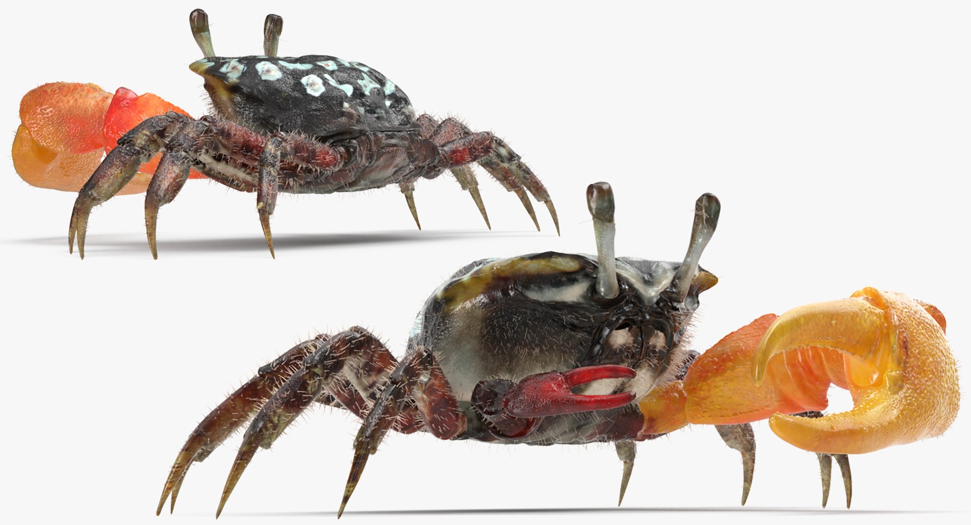 3d model fiddler crab fur rigged