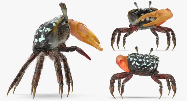 3d model fiddler crab fur rigged