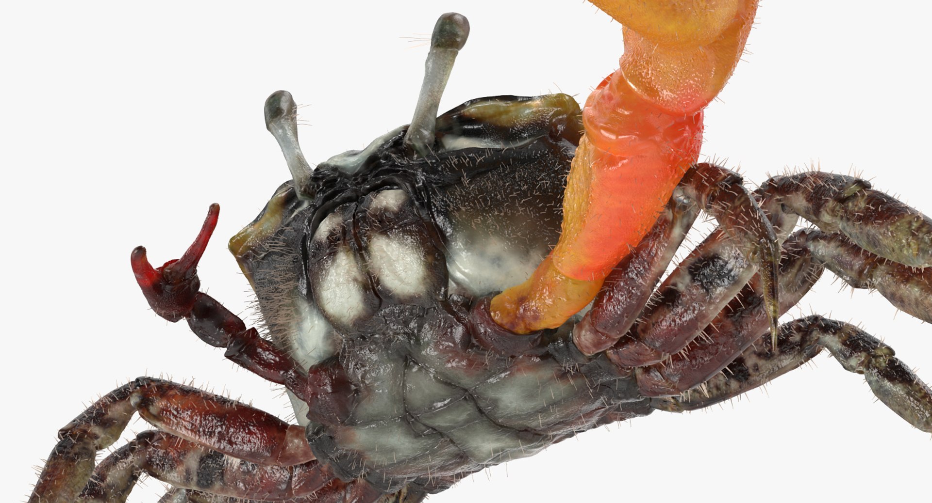 3d model fiddler crab fur rigged