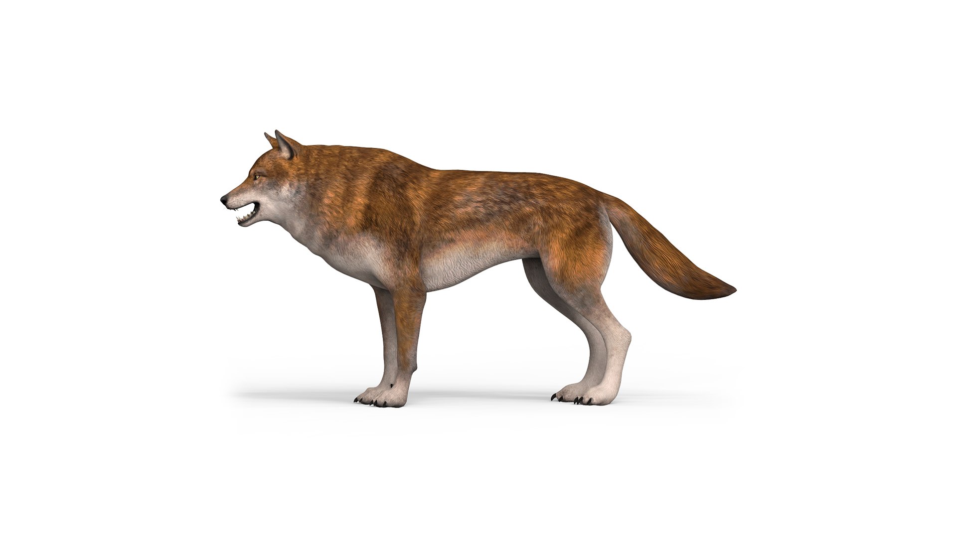 3D Red Wolf With PBR Textures - TurboSquid 1848896