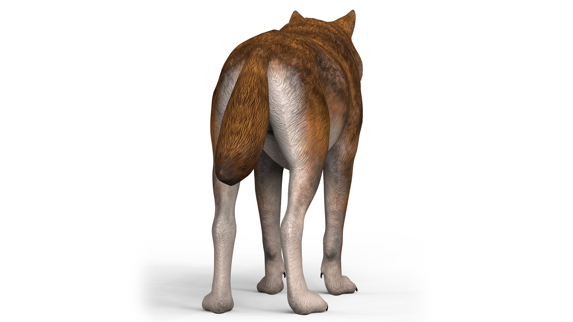 3D Red Wolf With PBR Textures - TurboSquid 1848896