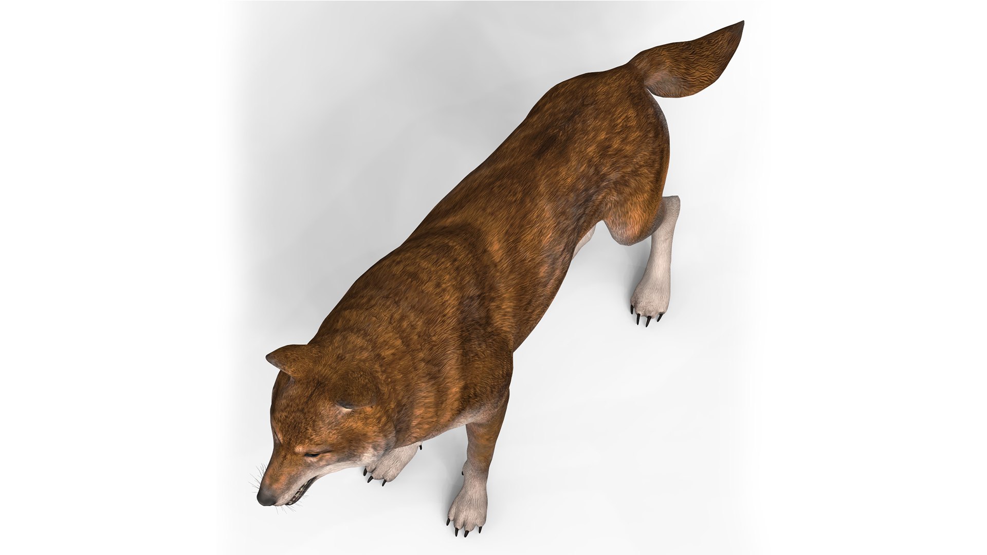 3D Red Wolf With PBR Textures - TurboSquid 1848896