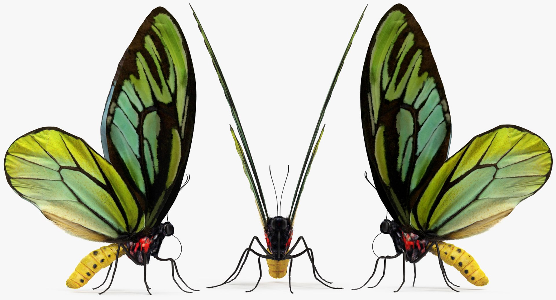 Butterfly ornithoptera alexandrae fur 3D - TurboSquid 1165166