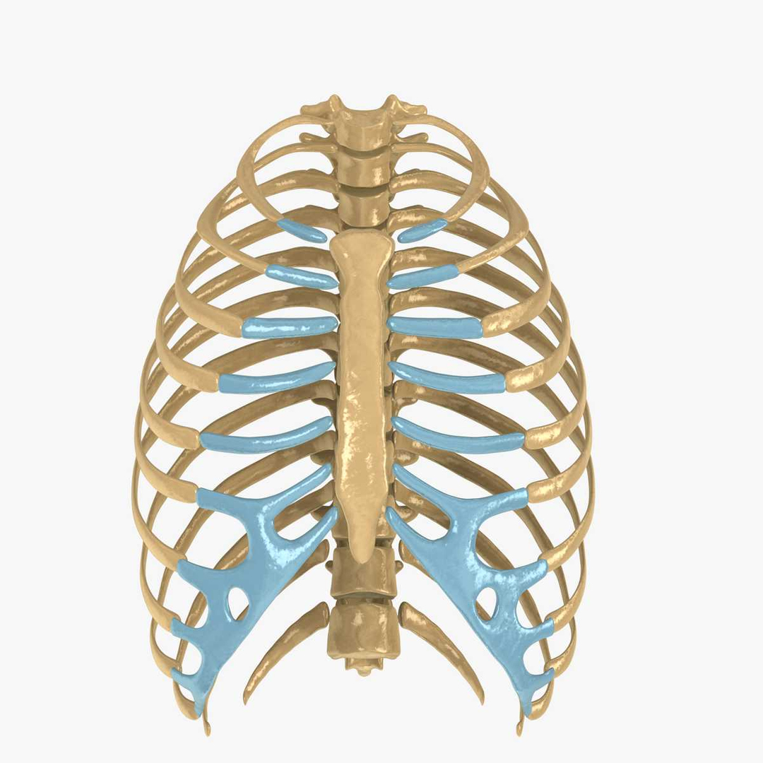 Human Rib Cage Respiratory 3d Model
