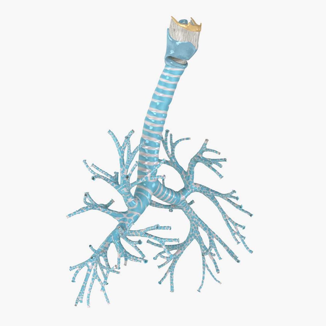 Human Rib Cage Respiratory 3d Model