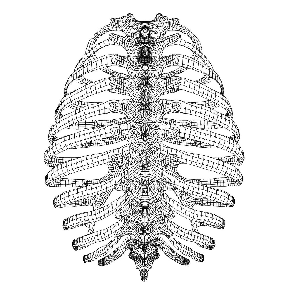 human rib cage respiratory 3d model