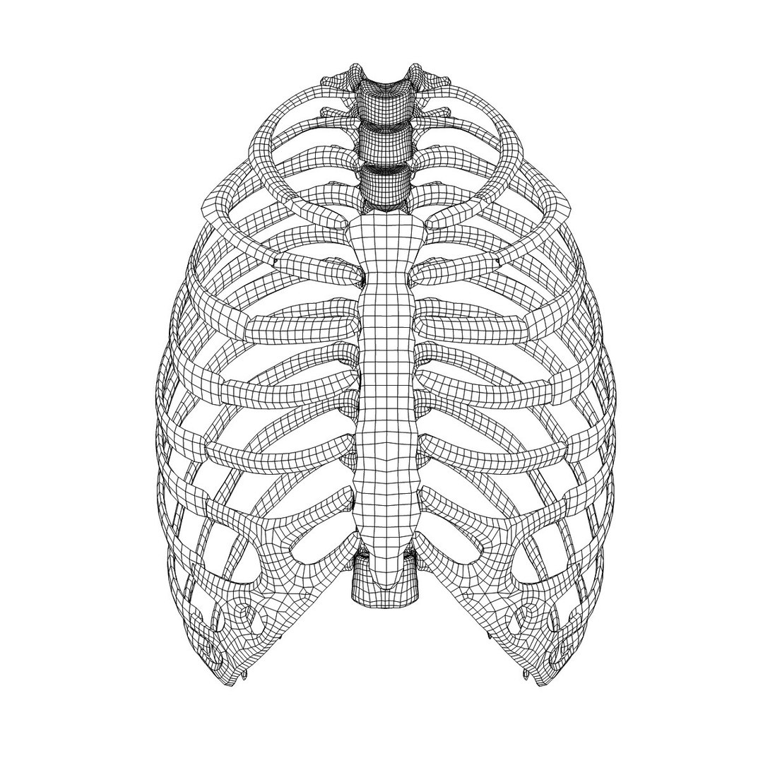 Human Rib Cage Respiratory 3d Model