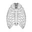 Human Rib Cage Respiratory 3d Model