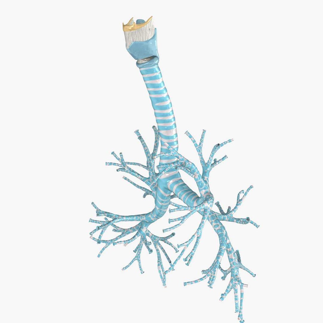 Human Rib Cage Respiratory 3d Model