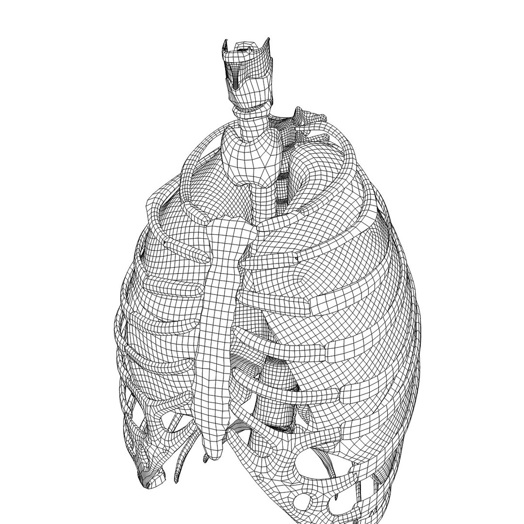 Human Rib Cage Respiratory 3d Model