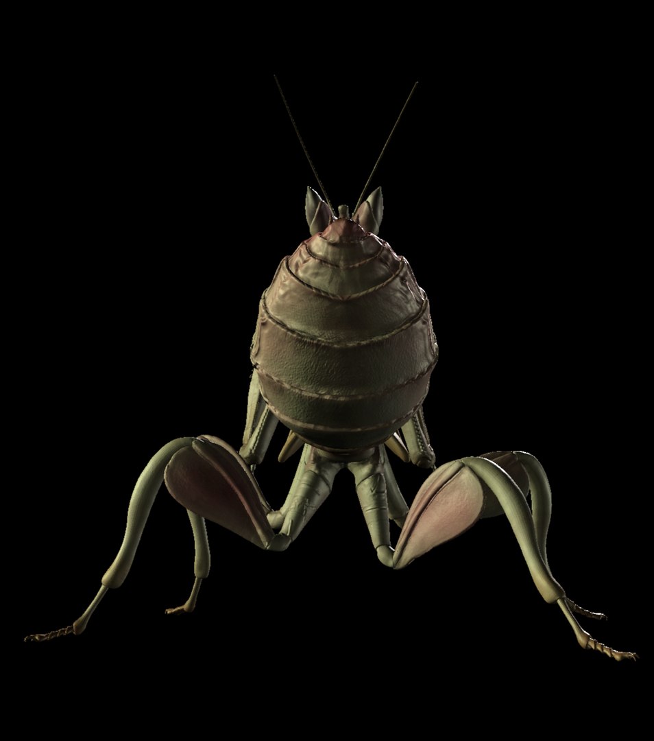 Ma Orchid Mantis Nymph