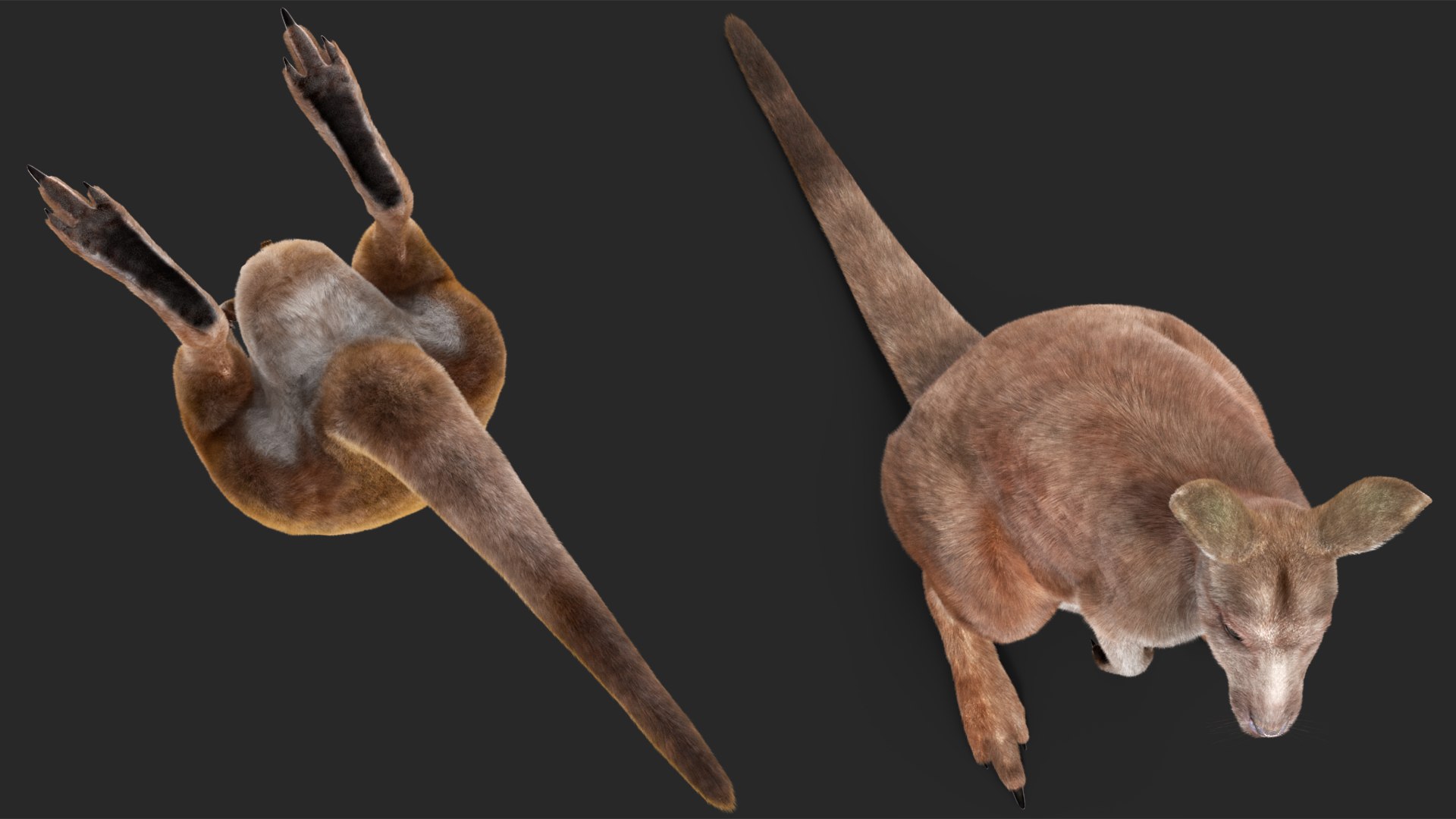 Mother Kangaroo With Baby Standing Fur 3D - TurboSquid 2249741