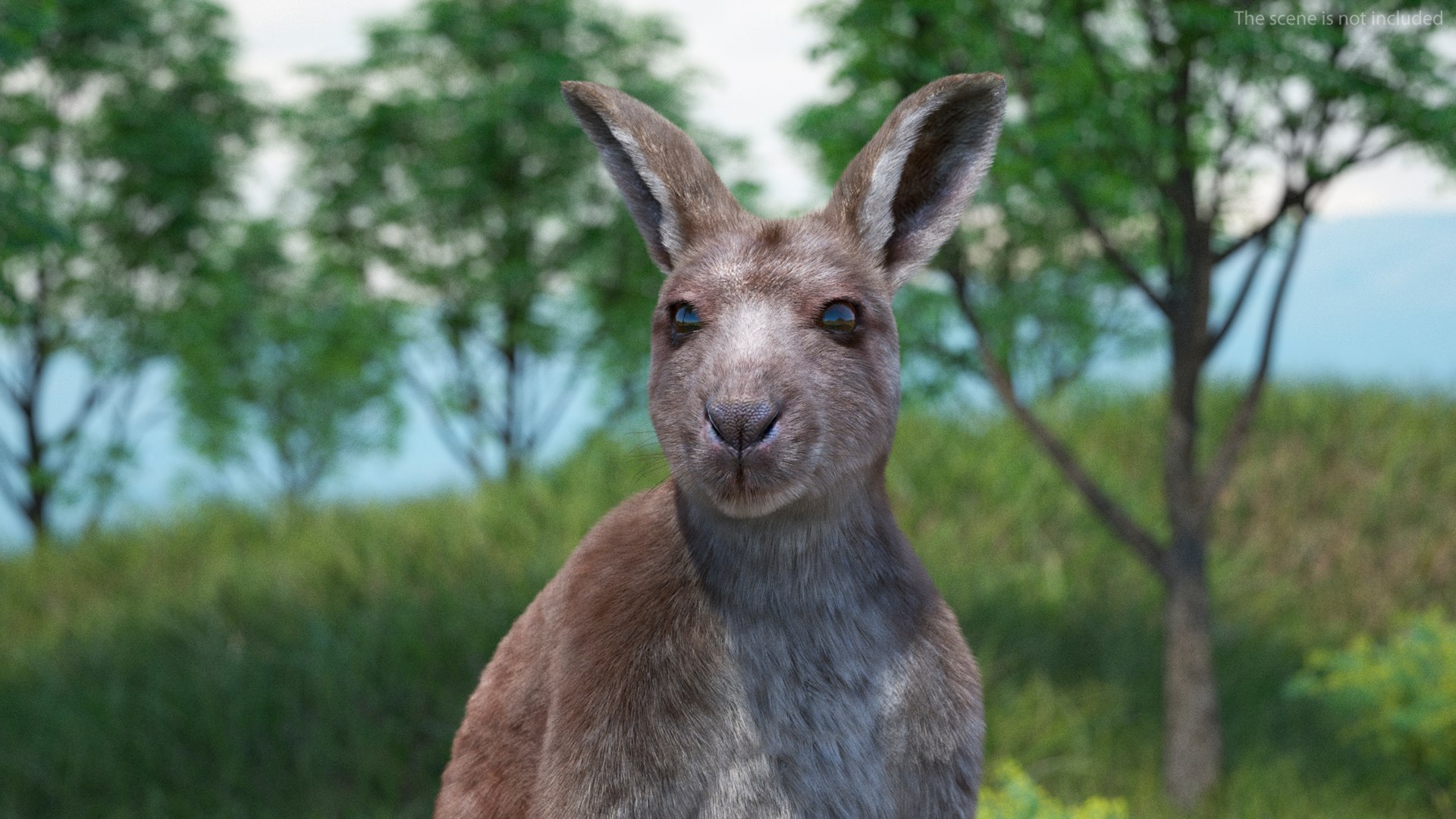 Mother Kangaroo With Baby Standing Fur 3D - TurboSquid 2249741